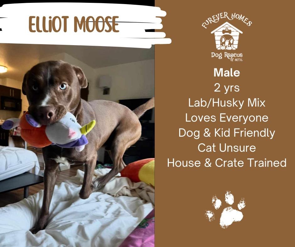 Dog for adoption - Elliot Moose, a Labrador Retriever & Husky Mix in Aulac, NB | Petfinder