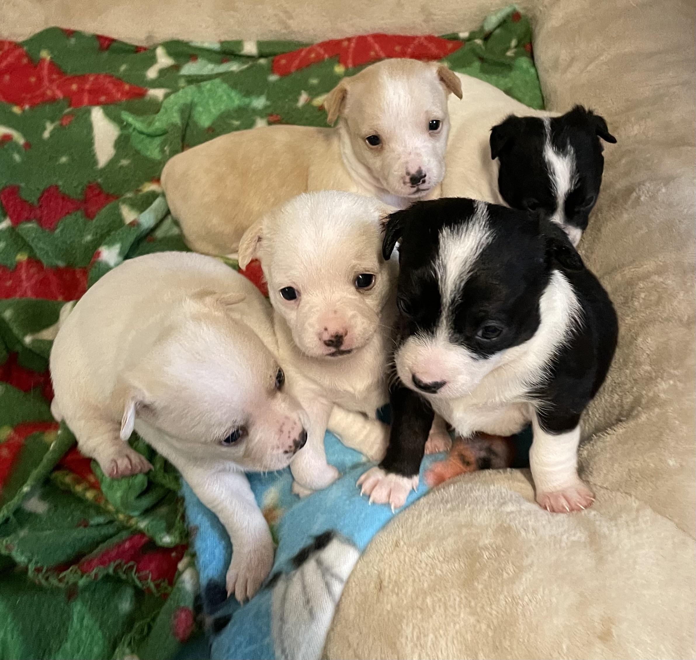 Dog for adoption - COOKIE & her puppies -- COMING SOON!, a Terrier Mix ...