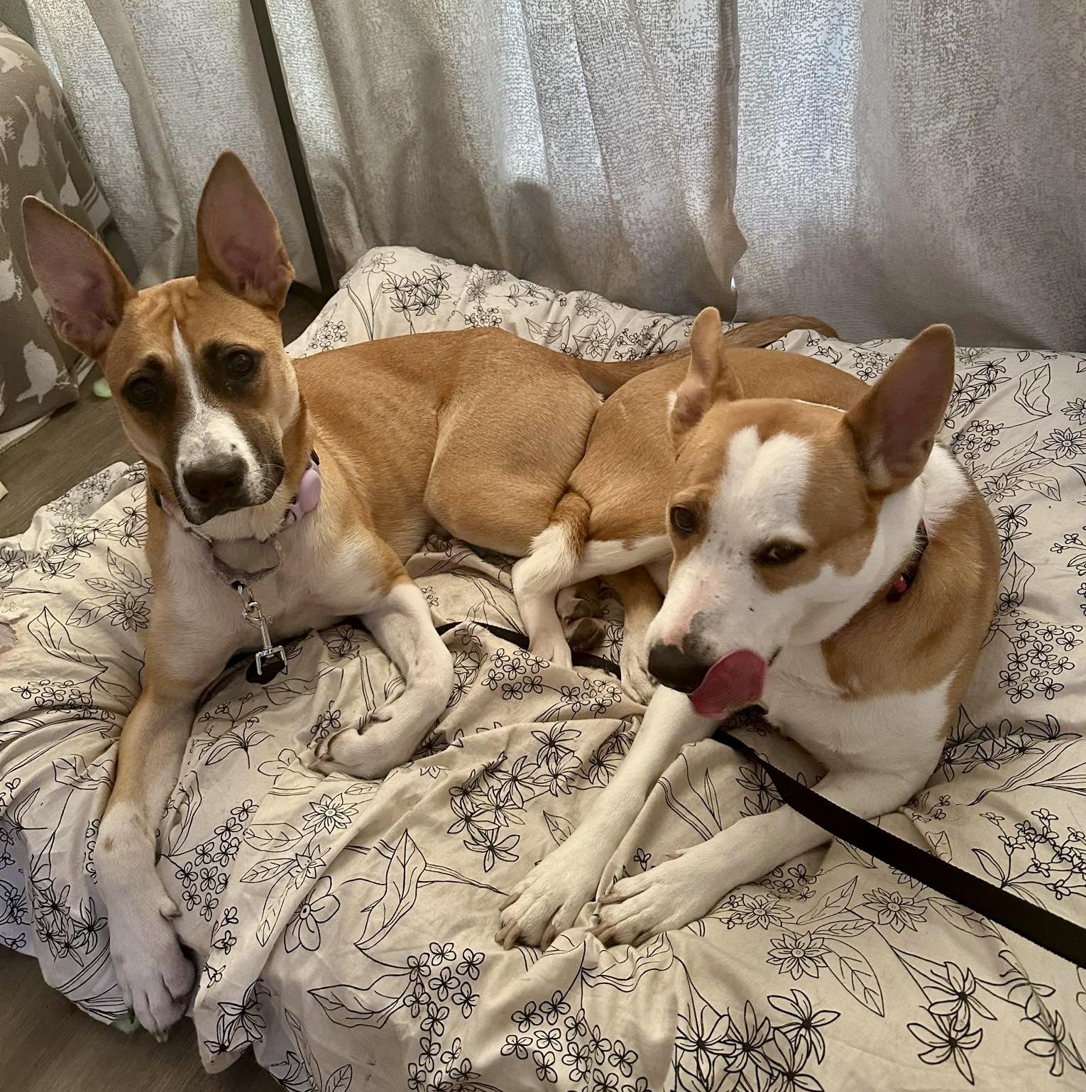 Dog for adoption - Teeka, a Boxer & Belgian Shepherd / Malinois Mix in ...