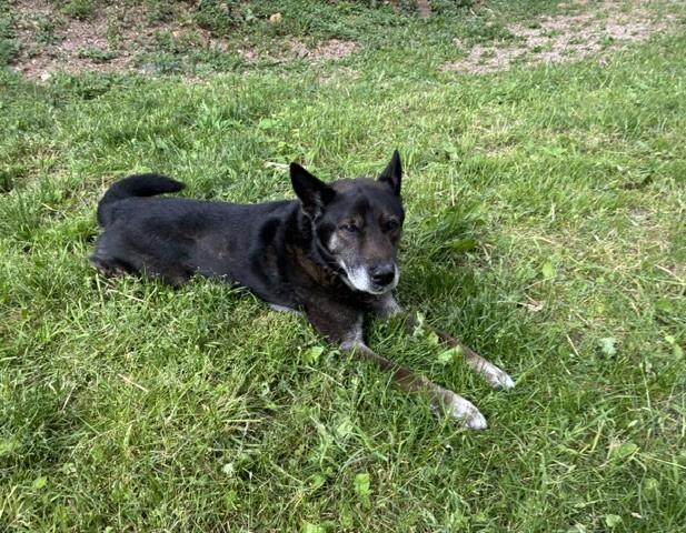 Bruno - Adoptable Pet | Petfinder | Petfinder