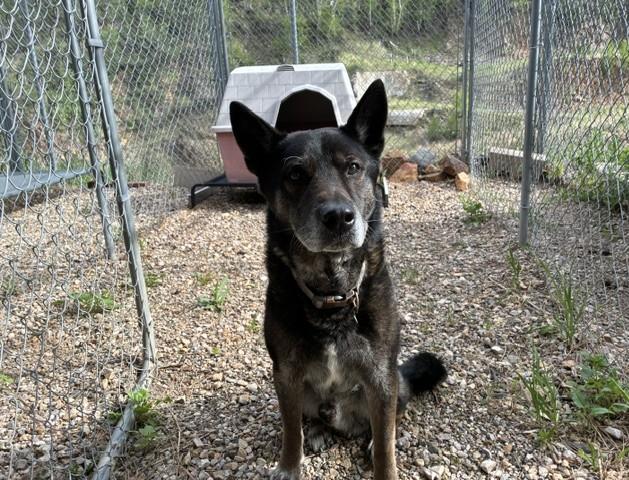 Bruno - Adoptable Pet | Petfinder | Petfinder