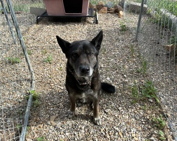 Bruno - Adoptable Pet | Petfinder | Petfinder