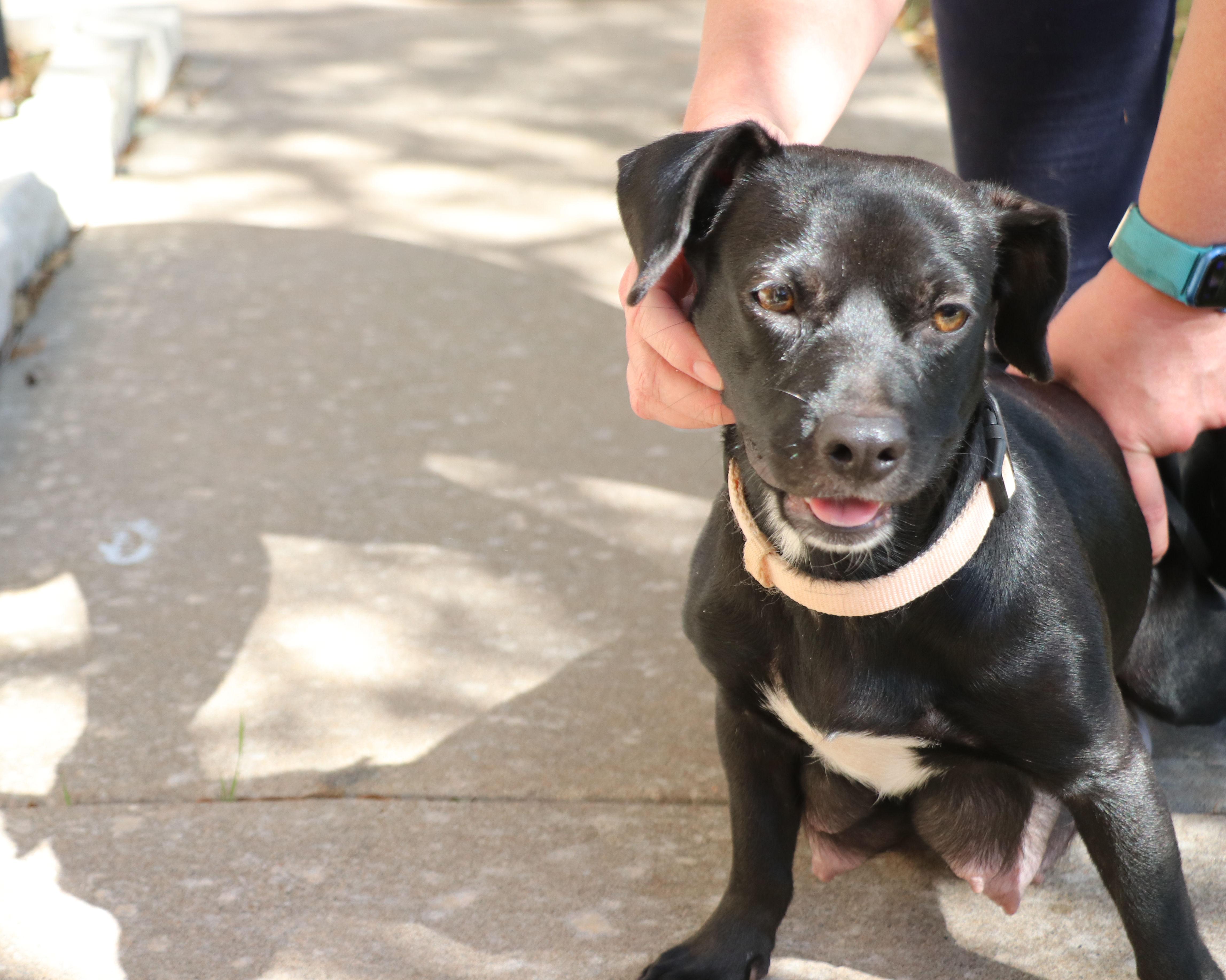 Dog for adoption - Onyx, a Mixed Breed in Pflugerville, TX | Petfinder