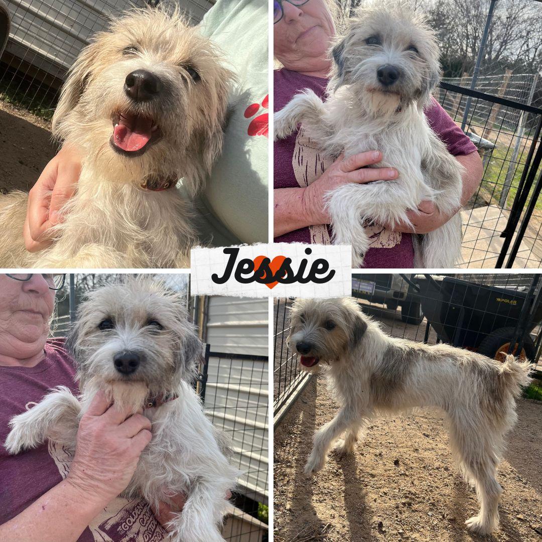 Dog for adoption - Jessie, a Miniature Schnauzer & Jack Russell Terrier ...