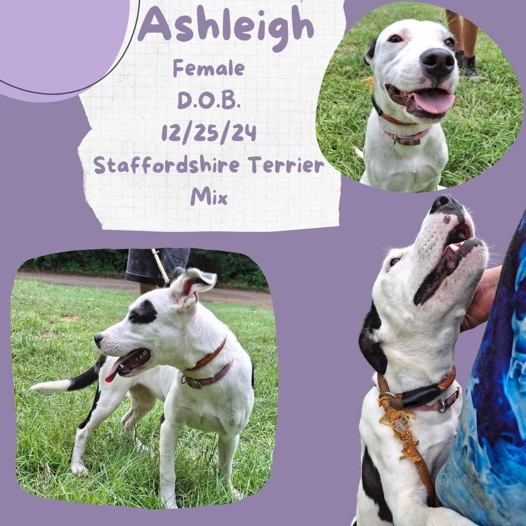 Dog for adoption - Ashleigh, an American Staffordshire Terrier Mix in ...