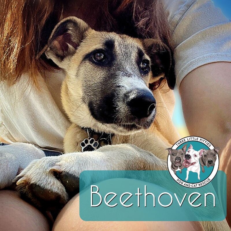 Dog for adoption - Beethoven Famous Doggy, a German Shepherd Dog ...