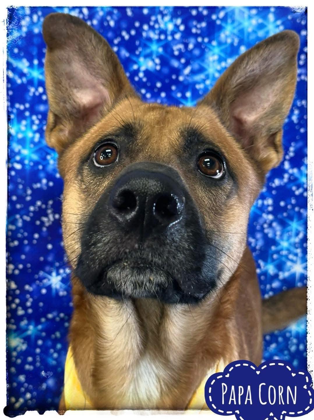 Dog for adoption - Papa Corn, a Mixed Breed in Flint, MI | Petfinder