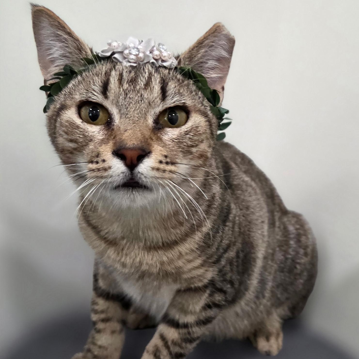 Cat for adoption - Elenor, a Domestic Short Hair & Tabby Mix in South ...