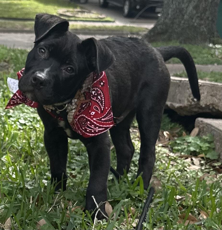 Dog for adoption - Big Bob, a Black Labrador Retriever Mix in ROCKY ...