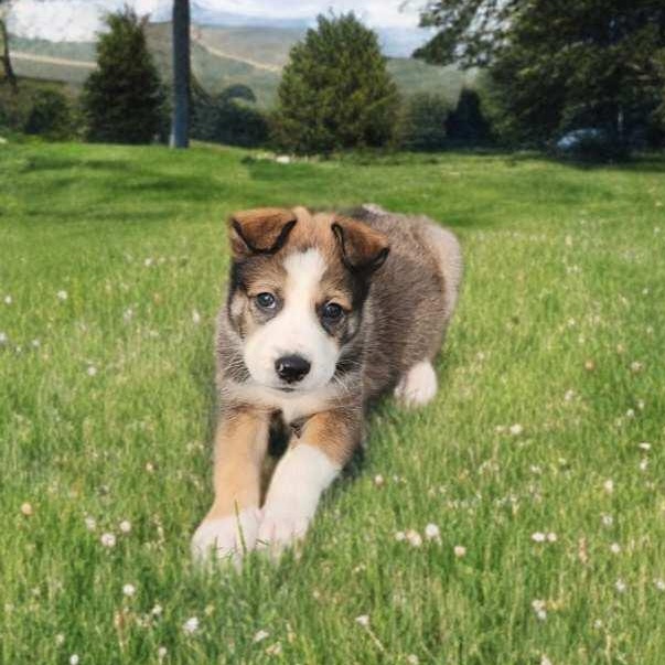 Dog for adoption - Waylon, an Australian Shepherd Mix in York, PA | Petfinder