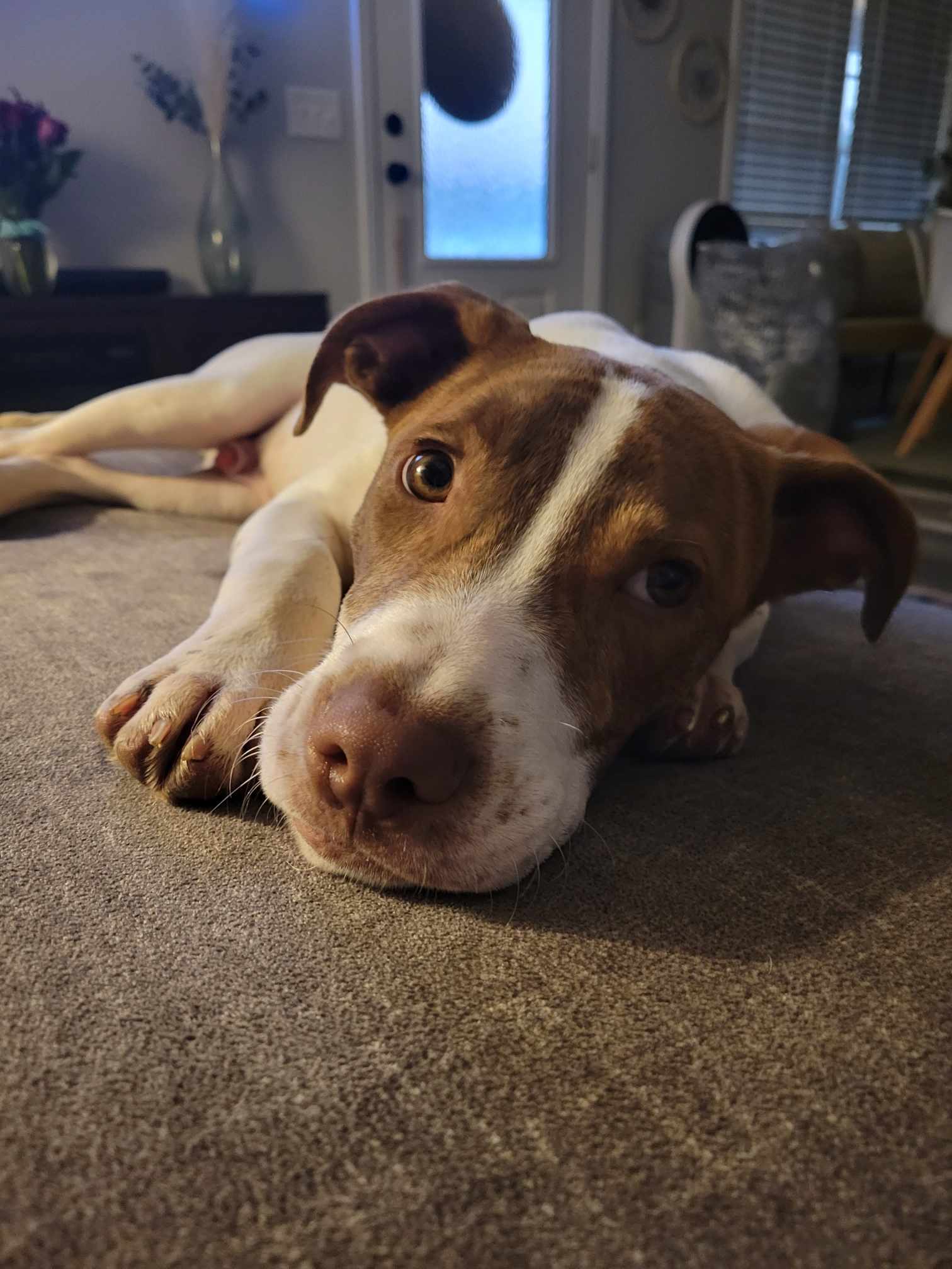 Dog for adoption - Romeo, a Hound & Labrador Retriever Mix in ...