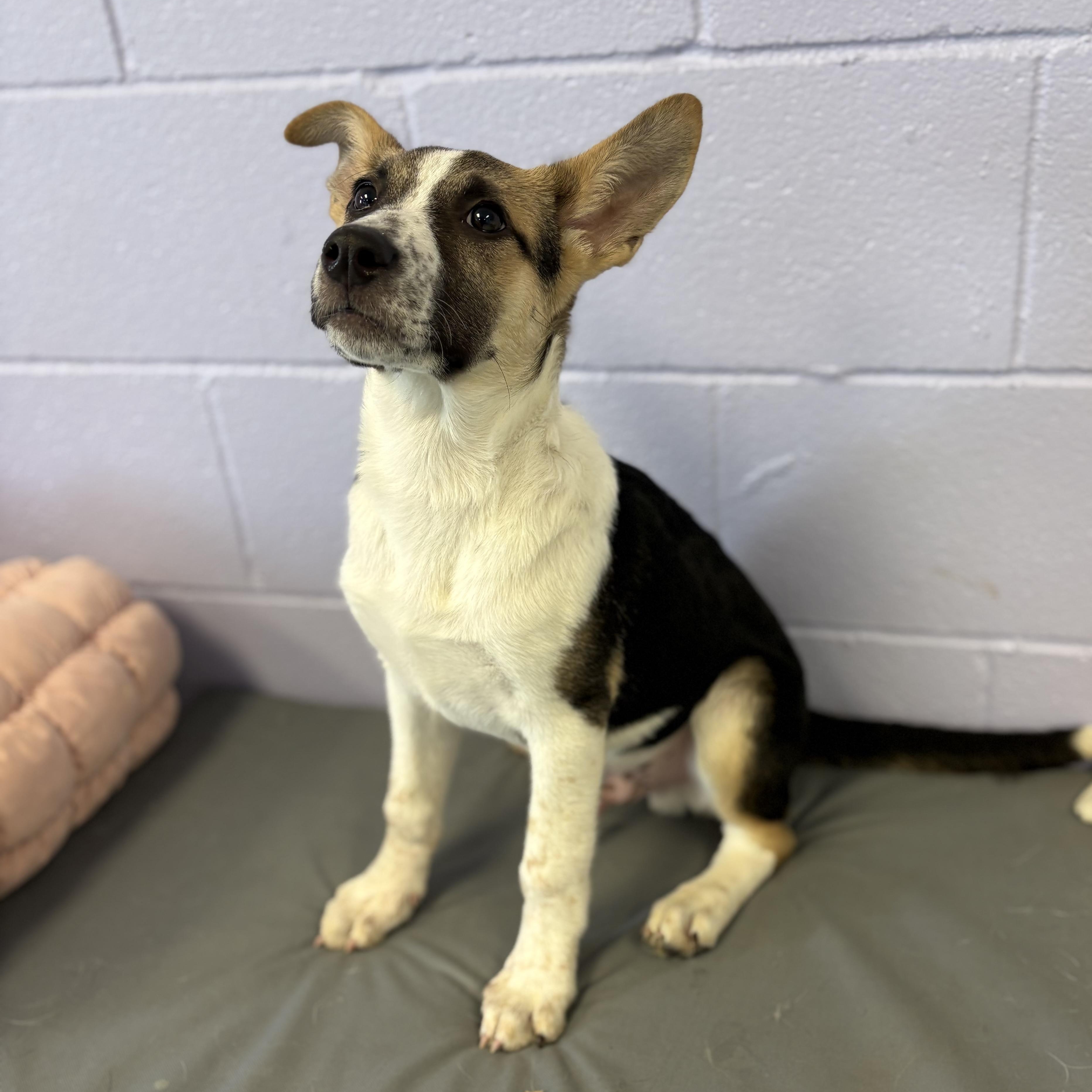 Wishbone - Adoptable Pet | Petfinder | Petfinder