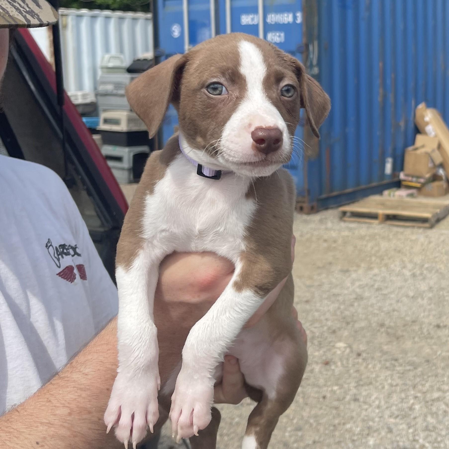 Dog for adoption - Mountain Dew, a Pit Bull Terrier Mix in Washington ...
