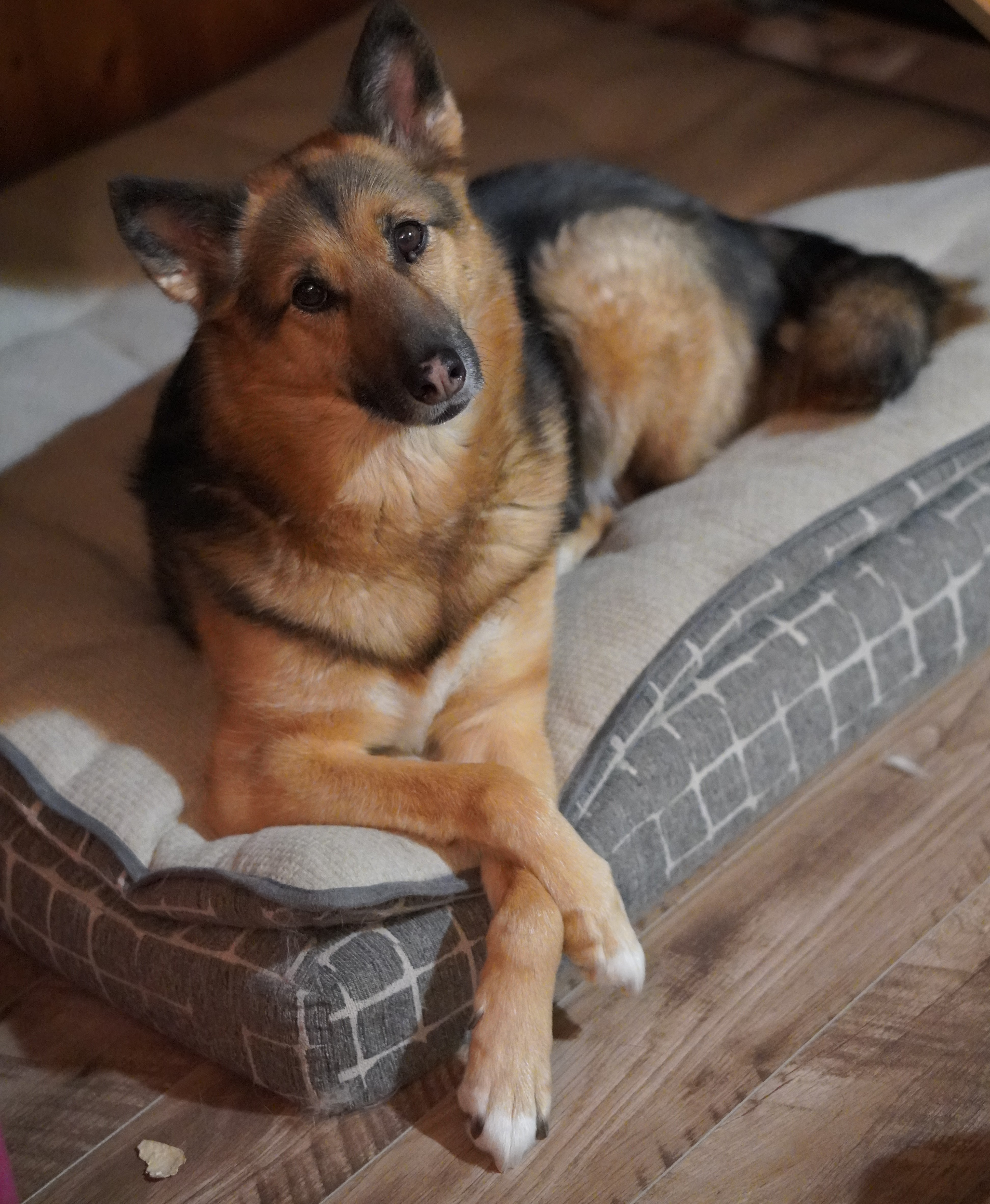 Dog for adoption - Avril, a German Shepherd Dog Mix in Edmonton, AB ...