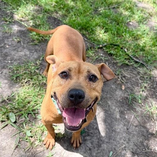 Dog for adoption - Susan the pretty pocket pittie, a Pit Bull Terrier ...