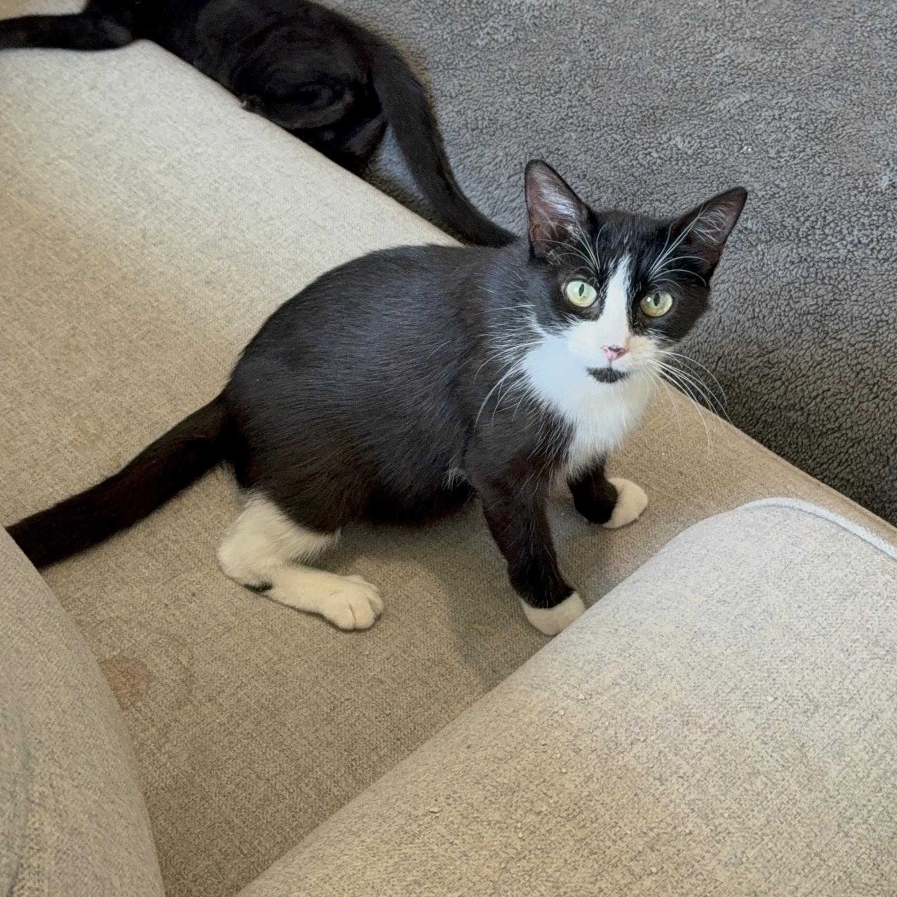 Cat for adoption - Noelle, a Domestic Short Hair in Bentonville, AR ...