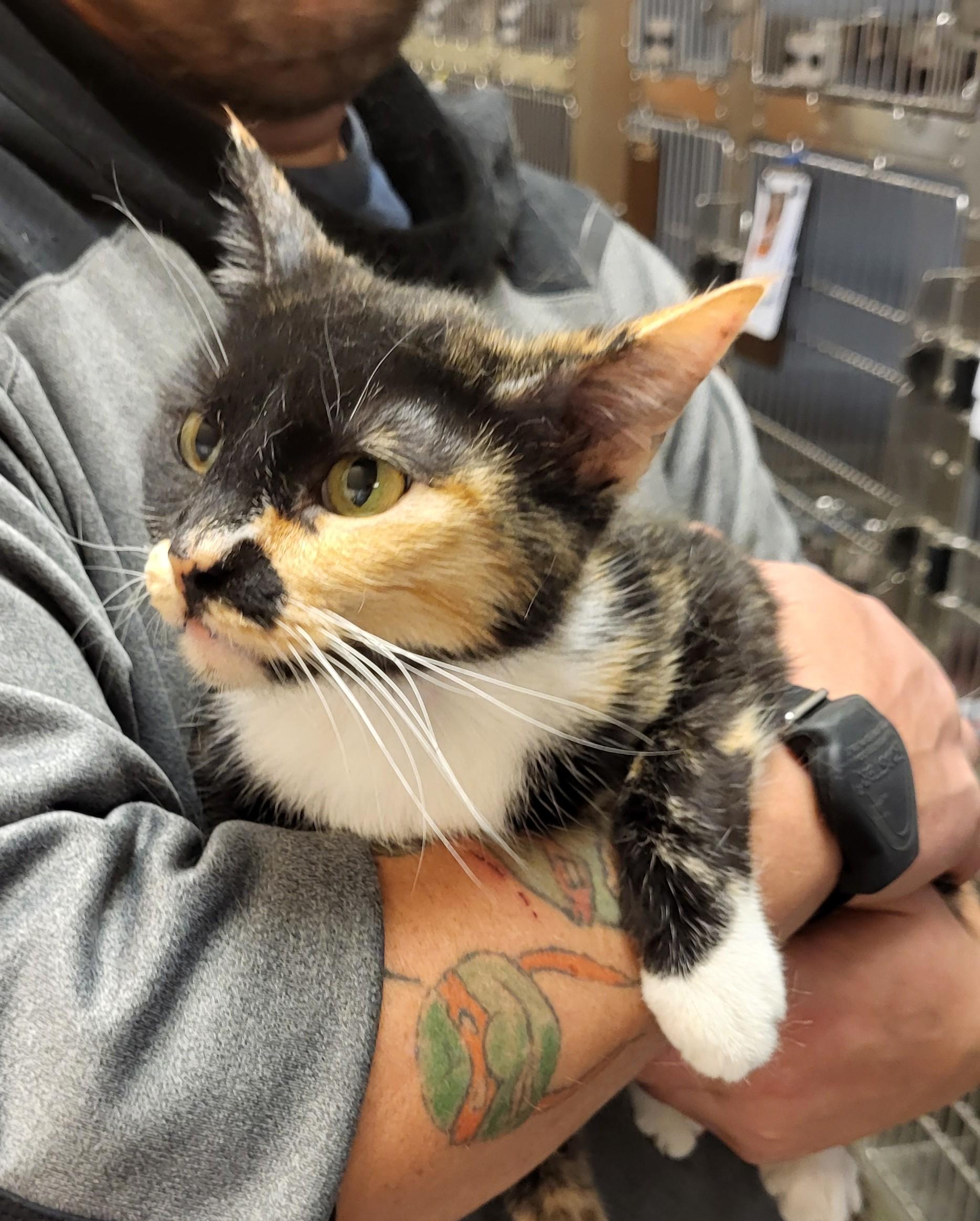 Cat for adoption - 24-0909 "Anna", a Calico in Leavenworth, KS | Petfinder