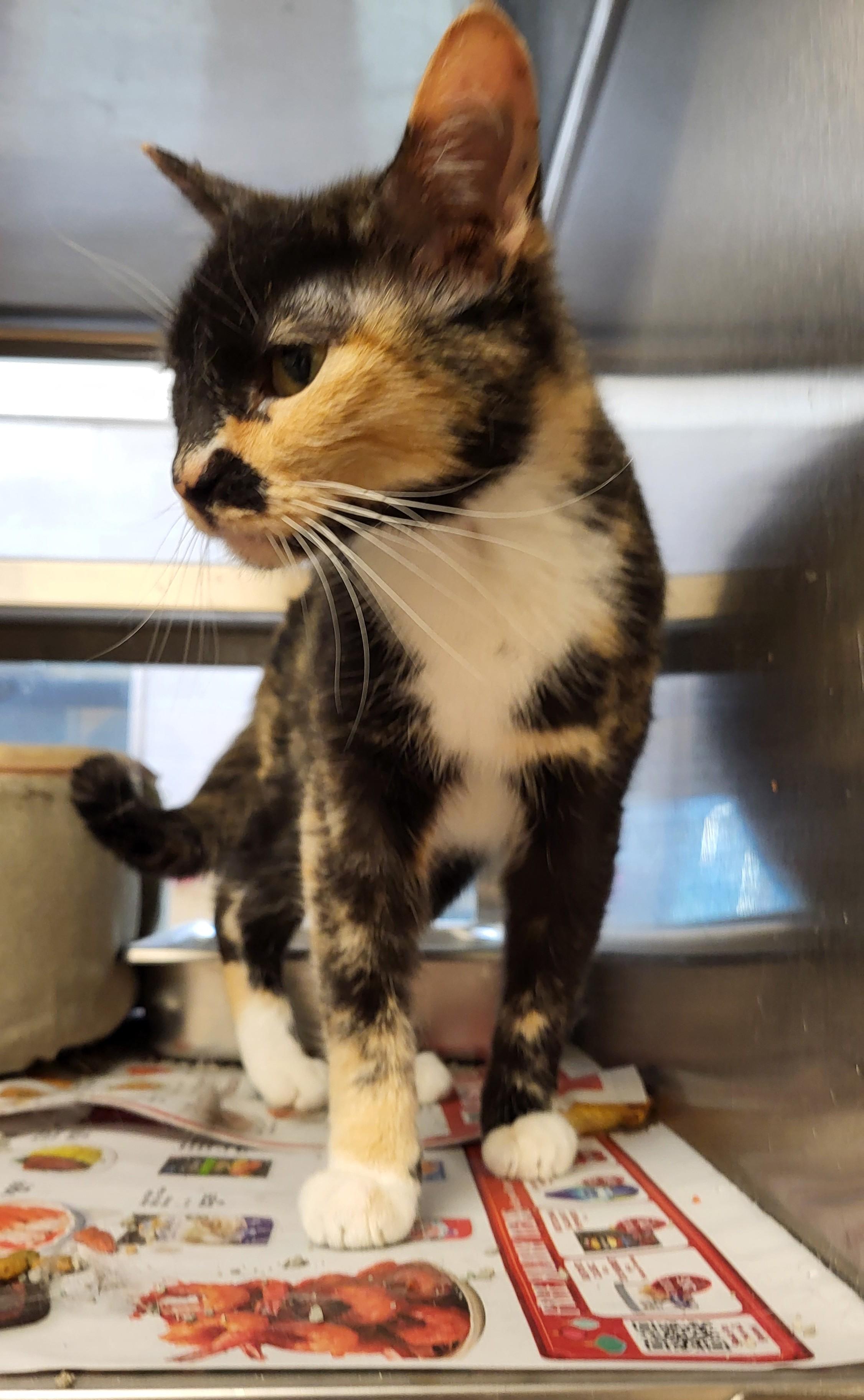 Cat for adoption - 24-0909 "Anna", a Calico in Leavenworth, KS | Petfinder
