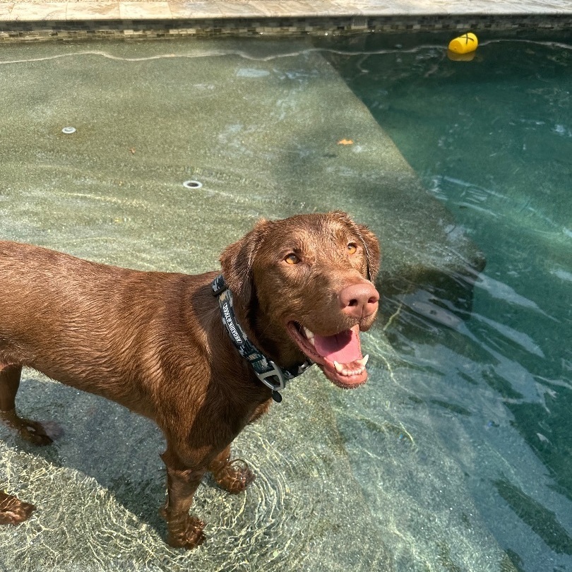 Dog for adoption - Breck , a Chocolate Labrador Retriever Mix in ...