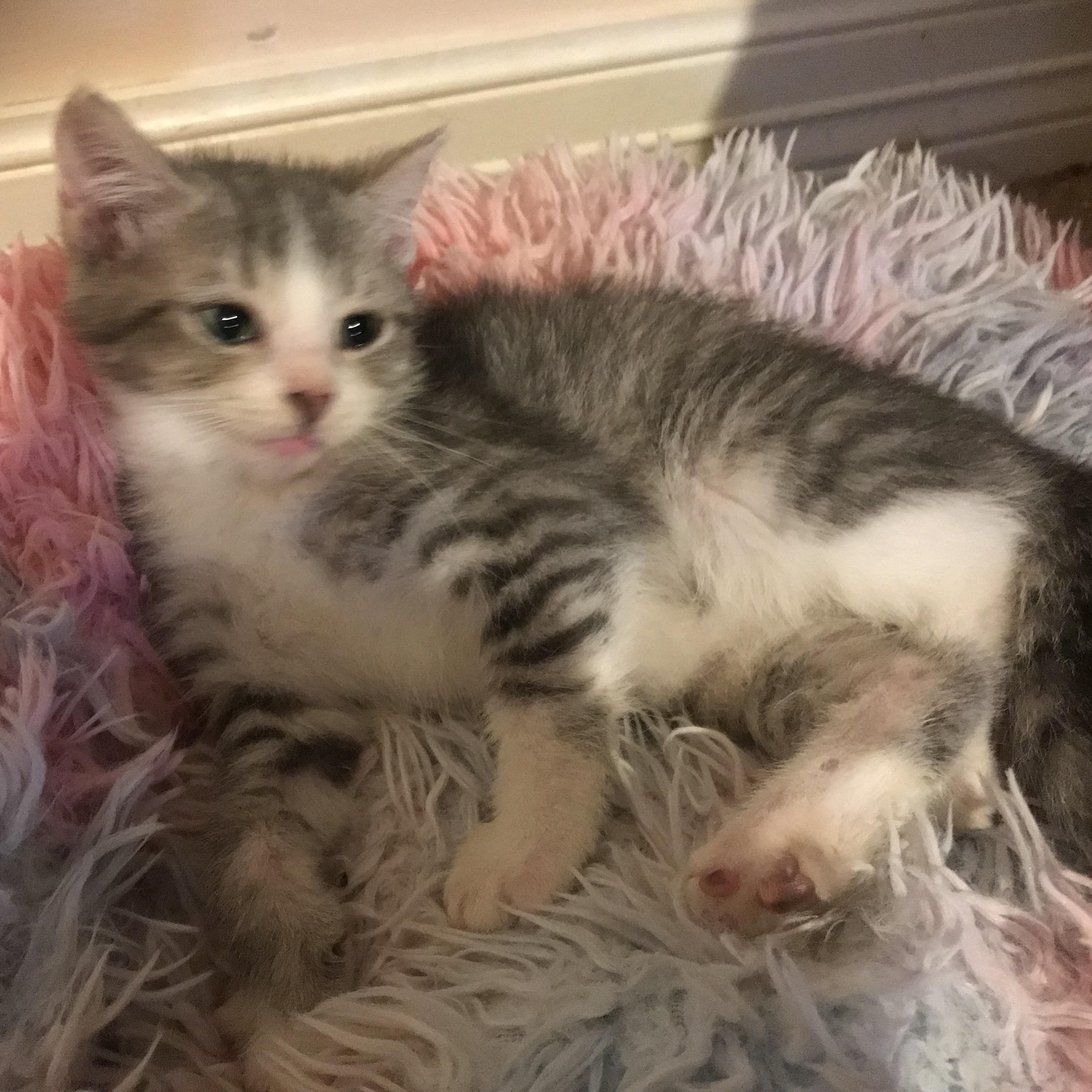 Cat for adoption - Macaroon and Shortbread, a Domestic Medium Hair in ...