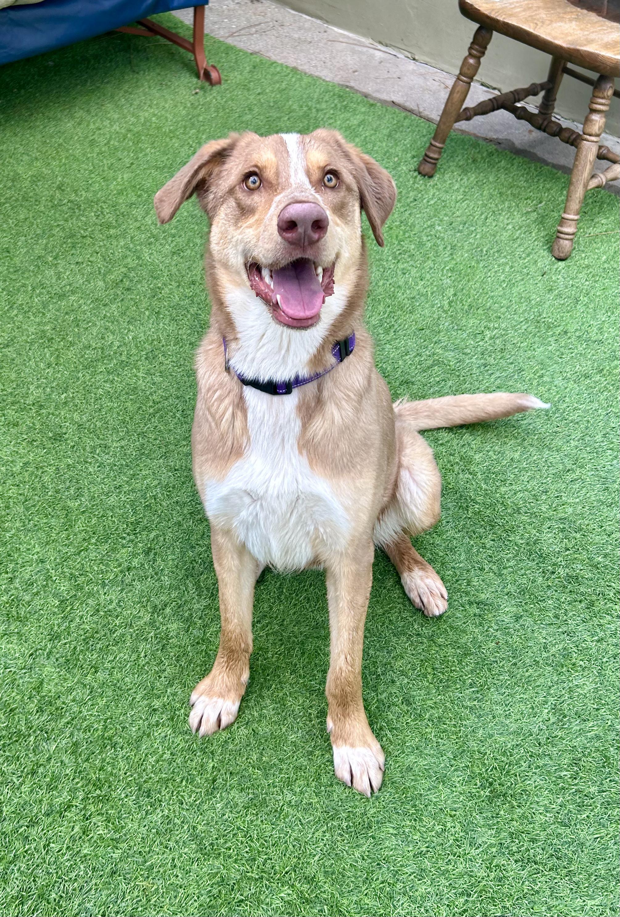 Dog for adoption - Bogie Bear- Adventure Pup, a Catahoula Leopard Dog ...