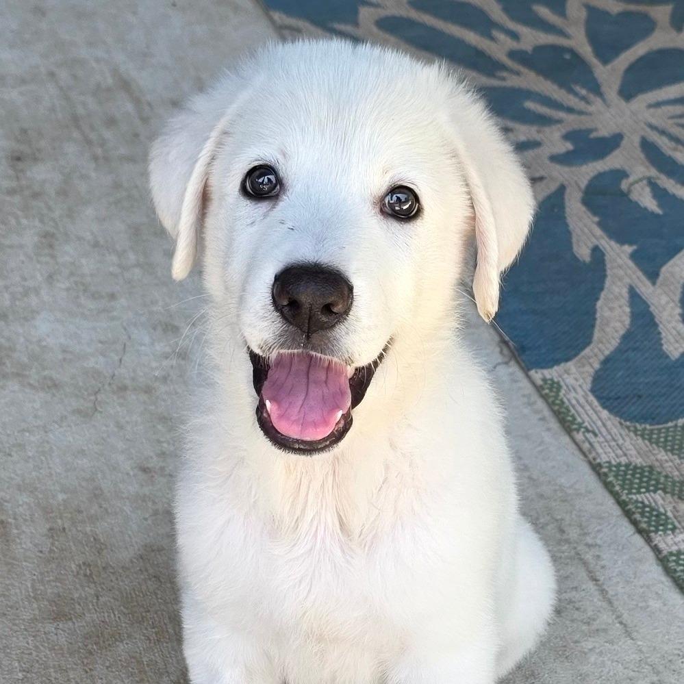 Dog for adoption - Bushwacker DD, a Great Pyrenees Mix in Tumwater, WA ...