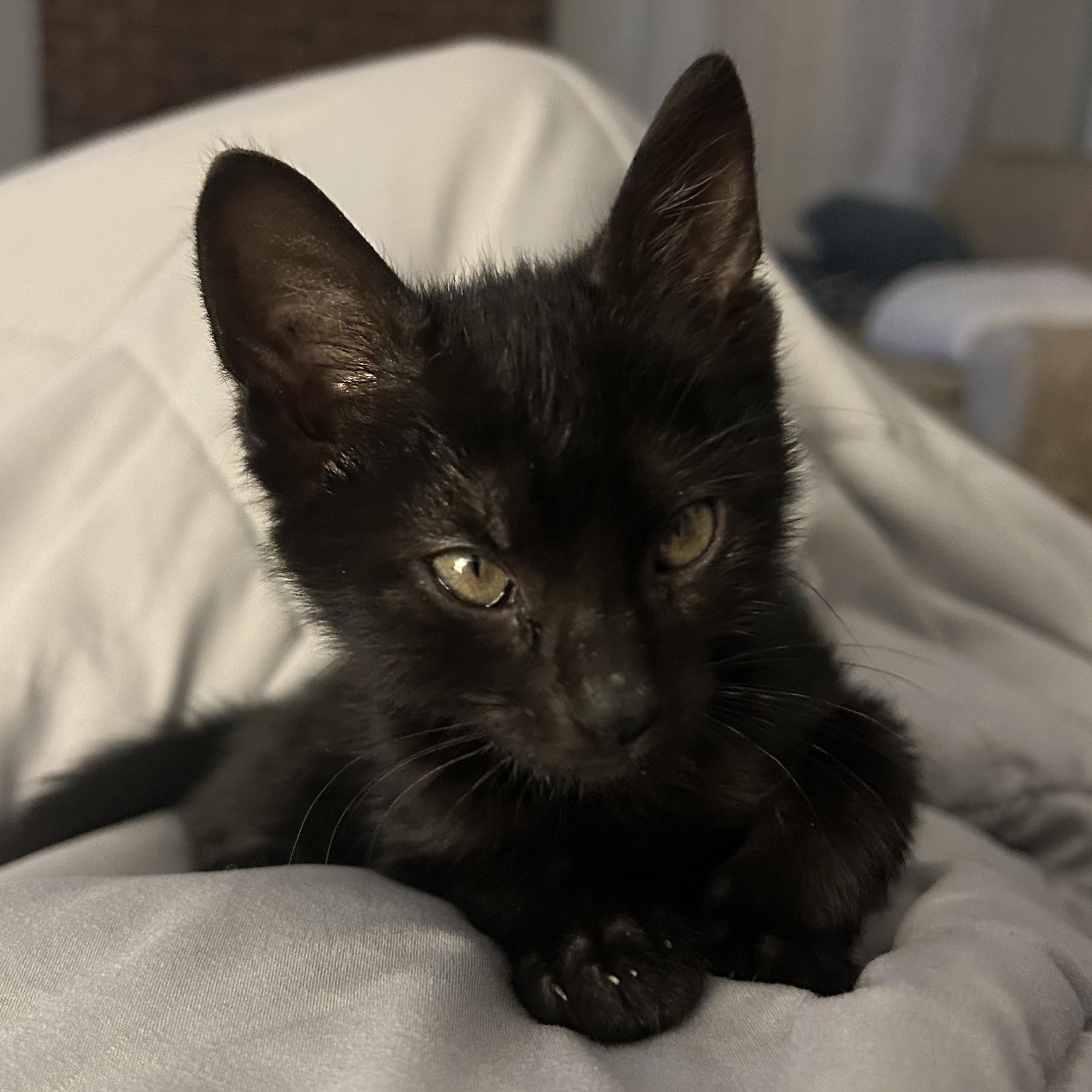 Cat for adoption - Kittypop, a Domestic Short Hair in Milford, CT ...