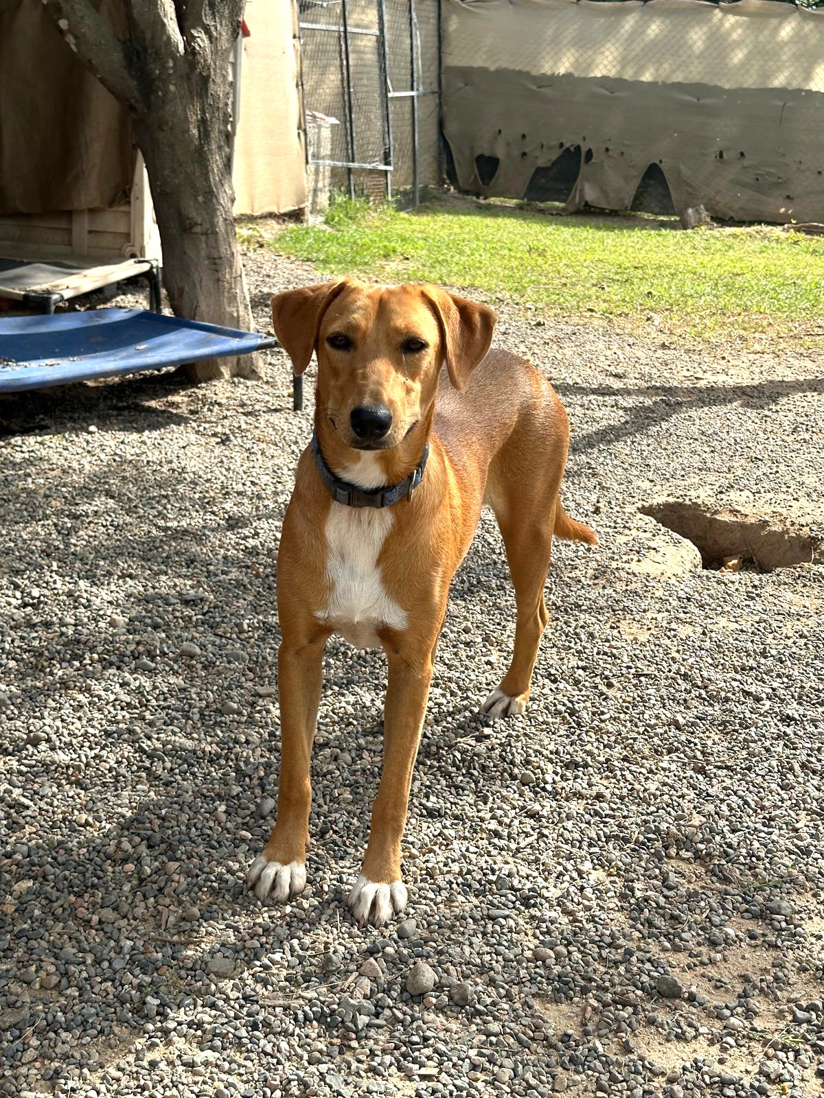 Dog for adoption - Lenni, a Mixed Breed in Portland, OR | Petfinder