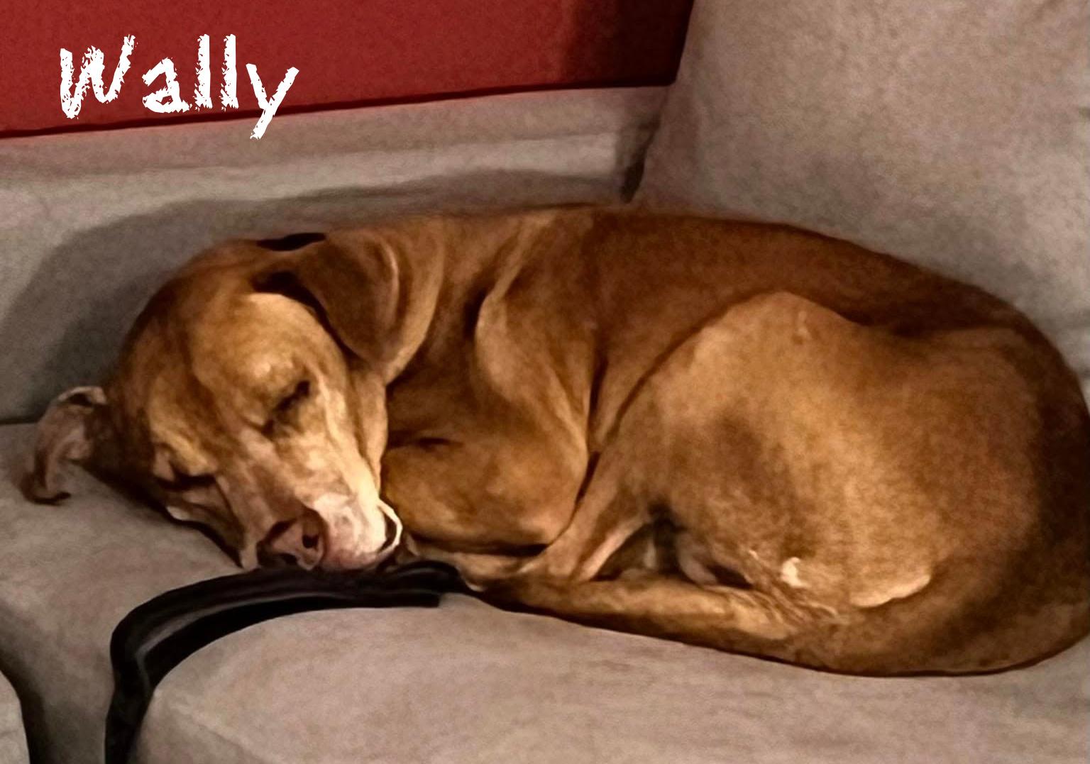 Dog for adoption - Wally - Senior Dog Seeking Forever Foster, a Labrador Retriever Mix in Elburn ...