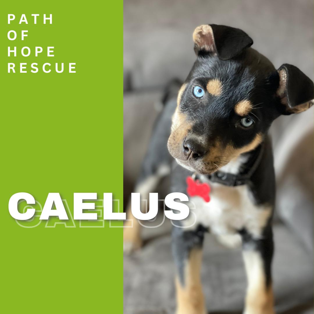 Dog for adoption - Caelus, a Cattle Dog & Siberian Husky Mix in ...
