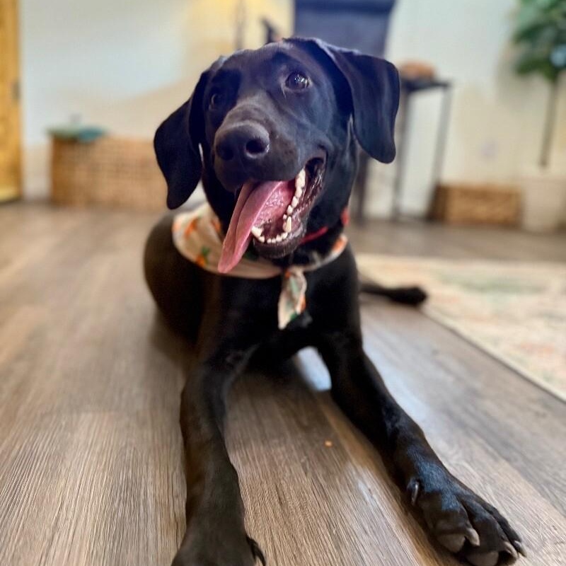 Dog for adoption - Diego the Dashing Lab, a Labrador Retriever & Black ...