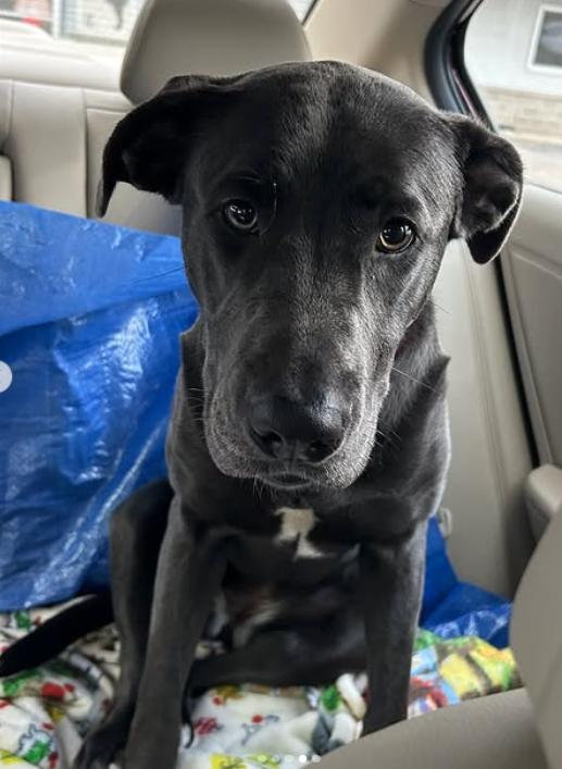 Dog for adoption - Laura Dern, a Black Labrador Retriever Mix in Brattleboro, VT | Petfinder