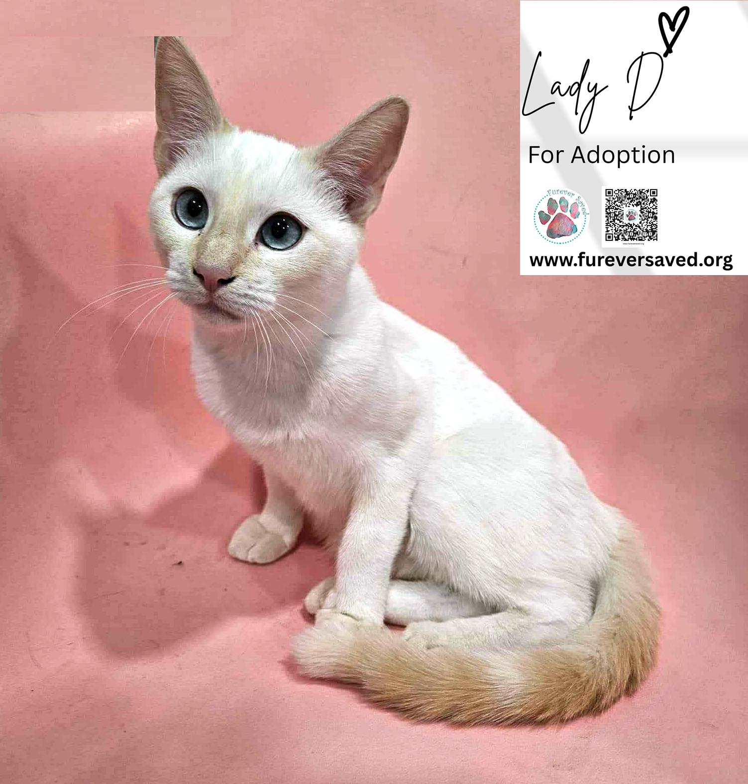 Cat for adoption - Lady Di, a Domestic Short Hair in Cumberland, RI ...