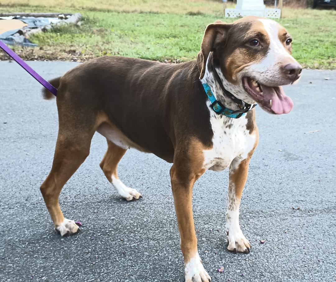 Dog for adoption - Charlie, a Pointer & Hound Mix in Winston-Salem, NC ...