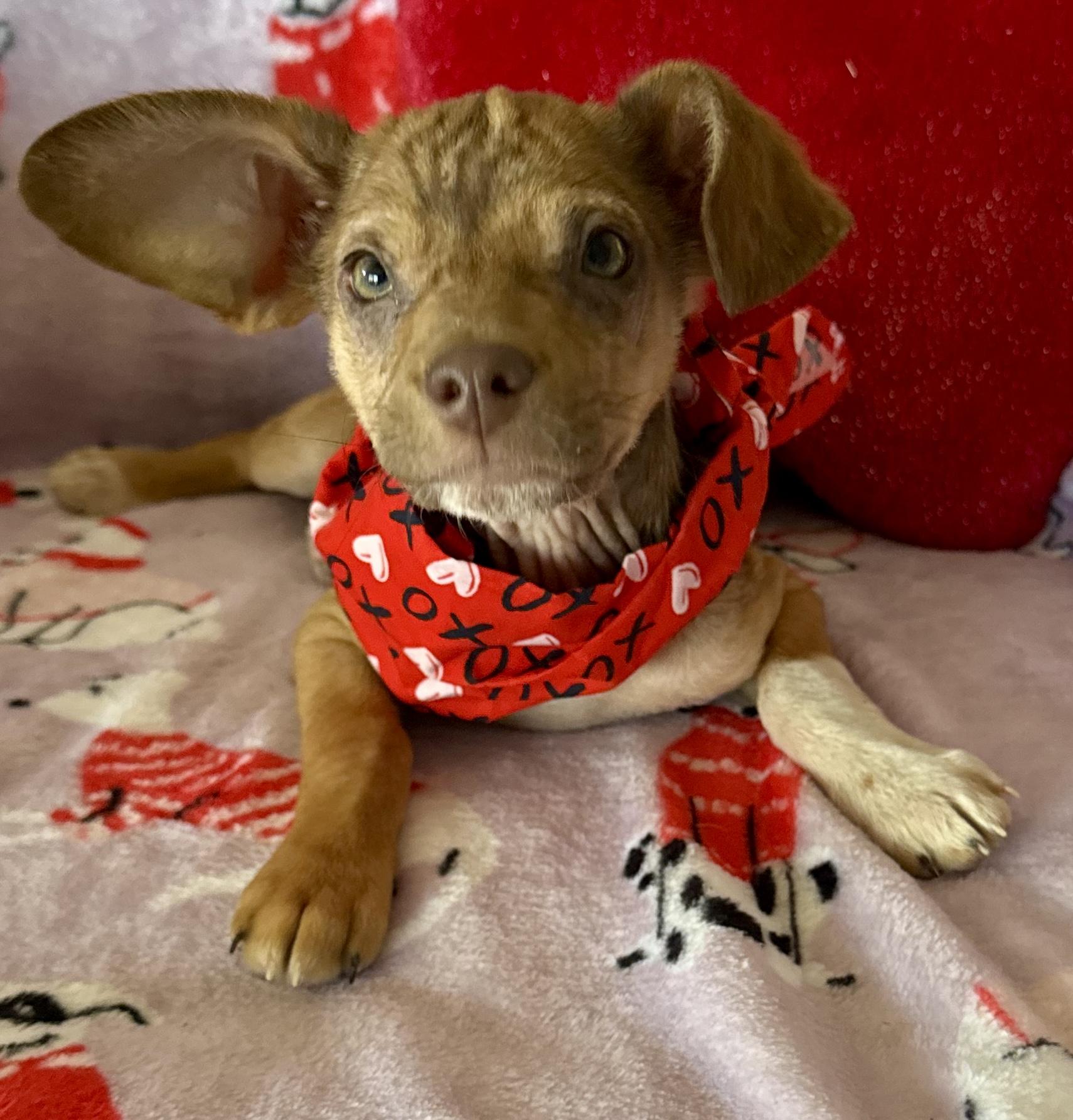 Dog for adoption - KADAN, a Chihuahua & Rat Terrier Mix in Seattle, WA ...