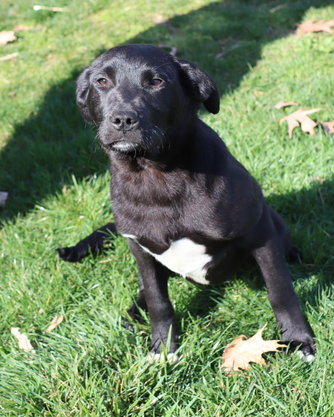 Dog for adoption - Nico, a Mixed Breed in Lancaster, OH | Petfinder