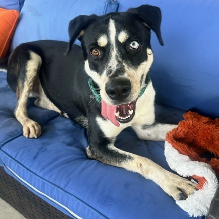 Dog for adoption - Timber, a Catahoula Leopard Dog & Husky Mix in ...