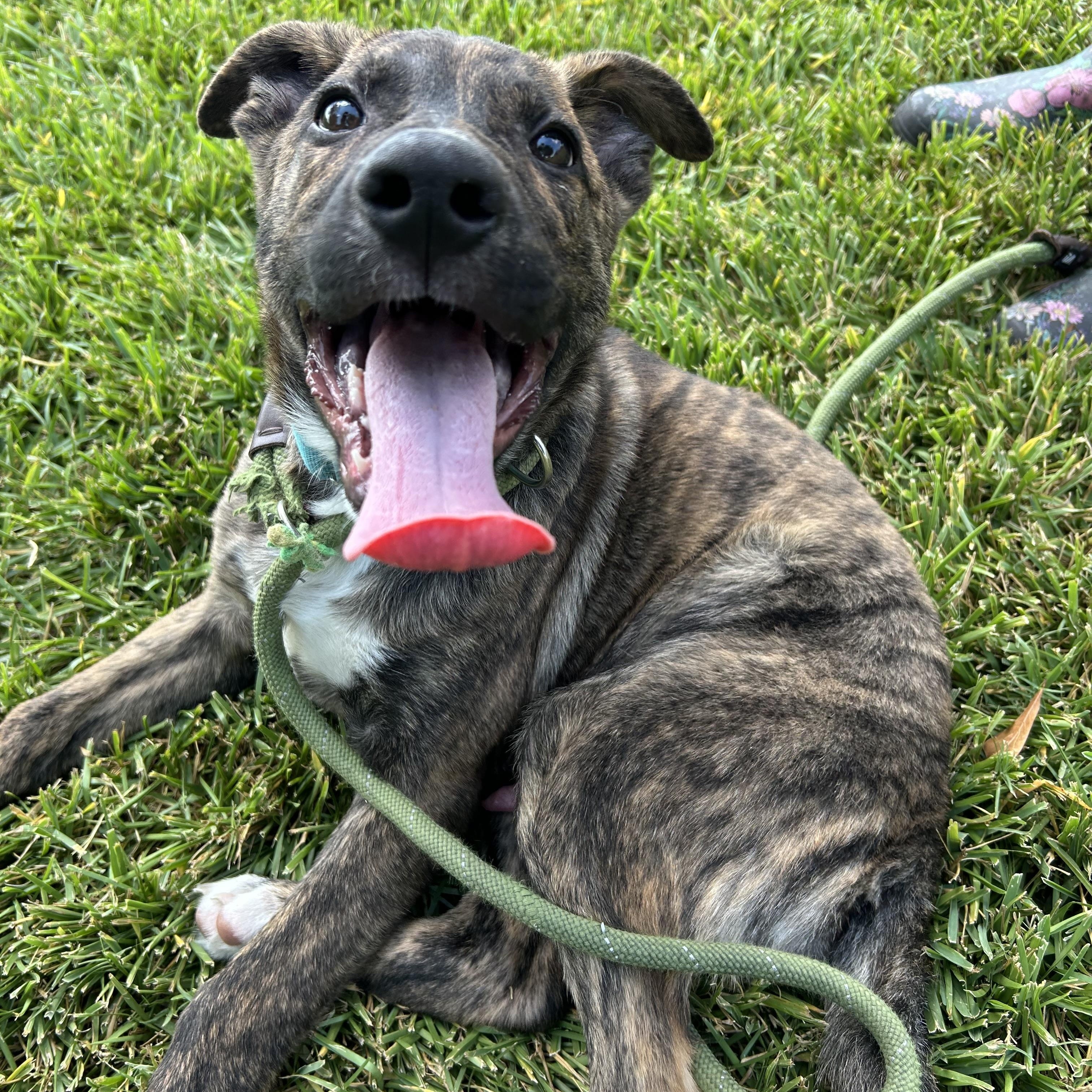 Dog for adoption - Jack, a Shepherd Mix in Aurora, CO | Petfinder