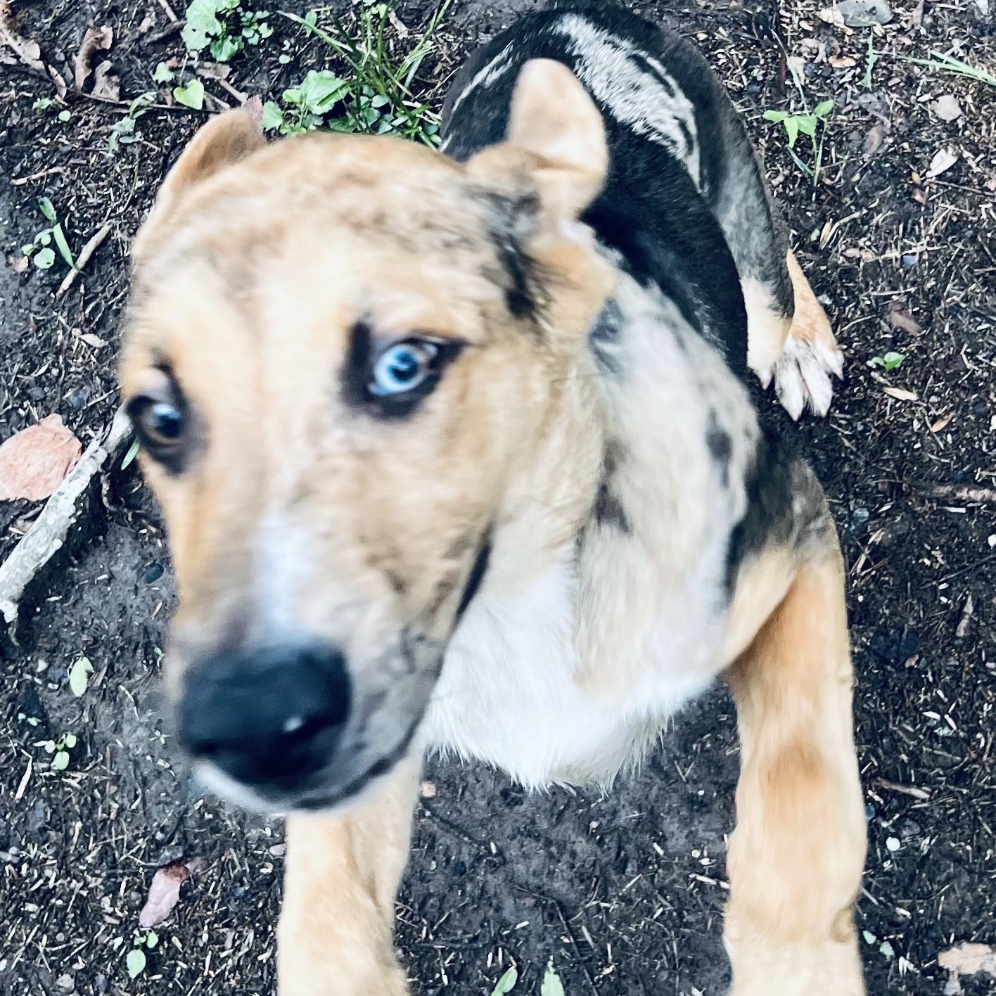 Dog for adoption - Marky! The perfect sidekick., an Australian Cattle ...