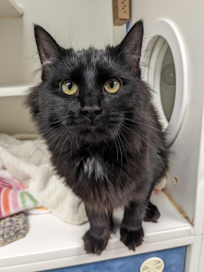 ADOPT - Whatcom Humane Society