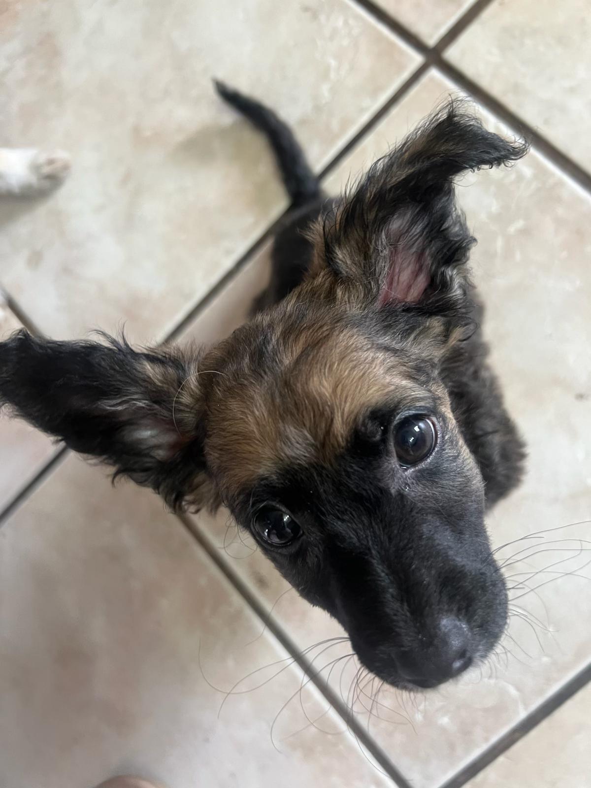 Dog for adoption - Rocky, a Terrier Mix in Henderson, NV | Petfinder