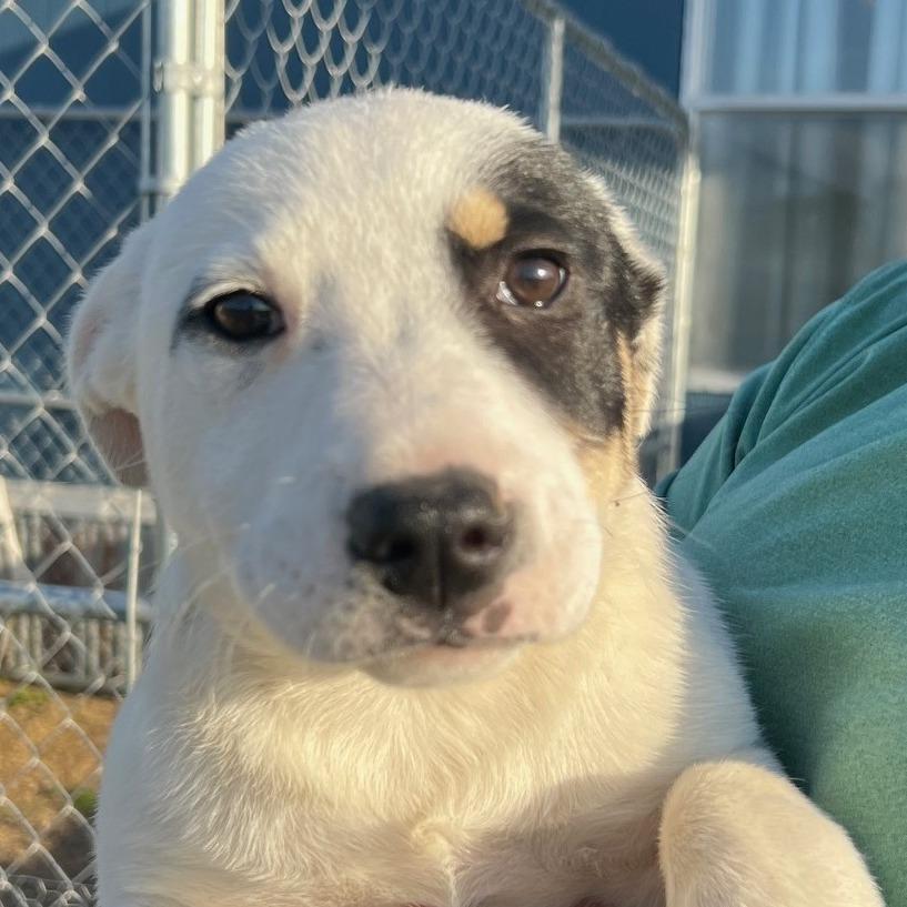 Dog for adoption - Cinder CI, a Great Pyrenees & Border Collie Mix in ...