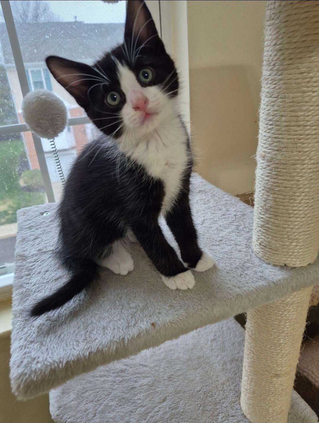 Cat for adoption - Tessa, a Domestic Short Hair in Philadelphia, PA ...