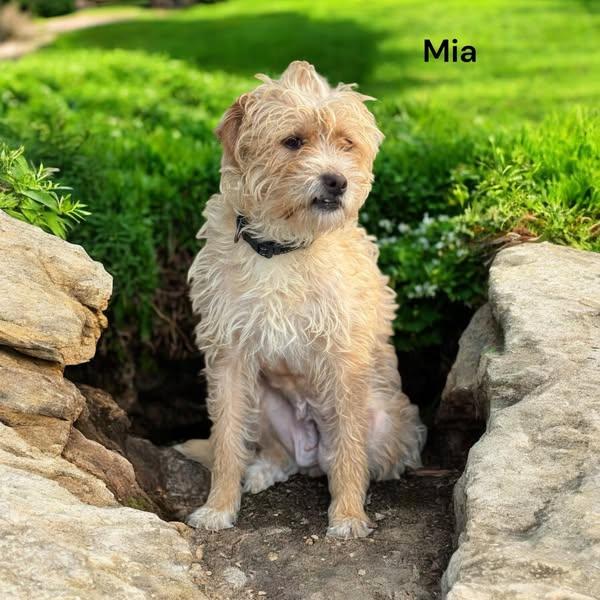 Dog for adoption - Mia terrier, a Terrier in Salem, NH | Petfinder