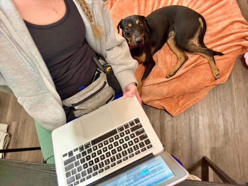 Dog for adoption - Maggie the mini Dobie, a Doberman Pinscher ...