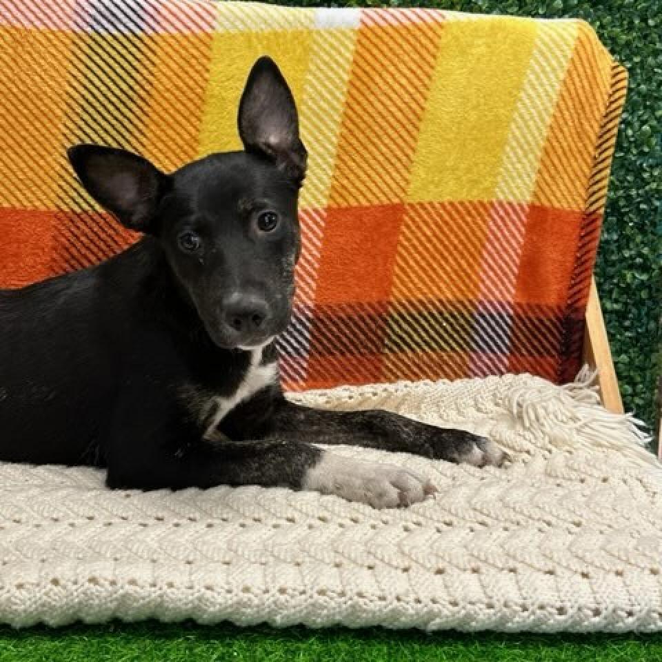 Dog for adoption - Squiggle Wiggle, a Pit Bull Terrier Mix in Salt Lake ...