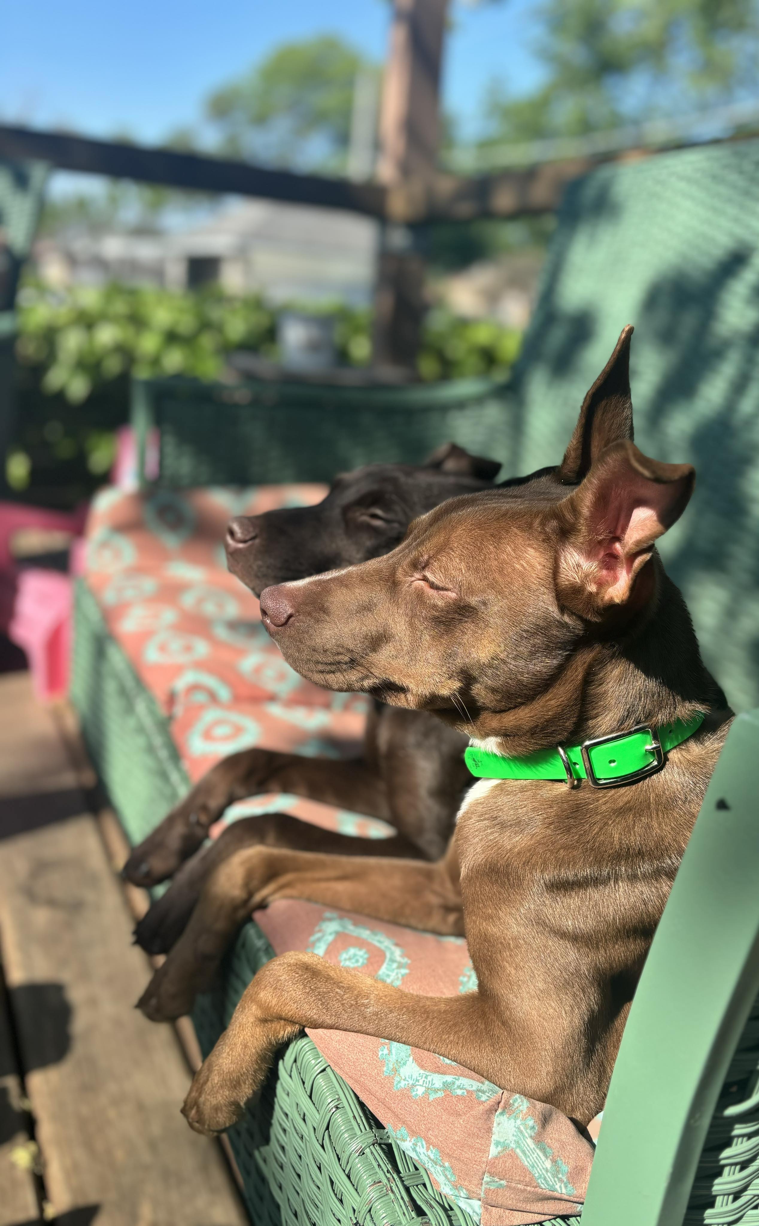 Dog for adoption - Laverne, a Mixed Breed in Palos Heights, IL | Petfinder