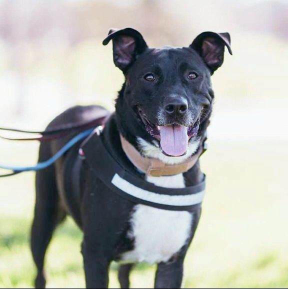 Dog for adoption - Sheldon, a Shepherd & Labrador Retriever Mix in ...