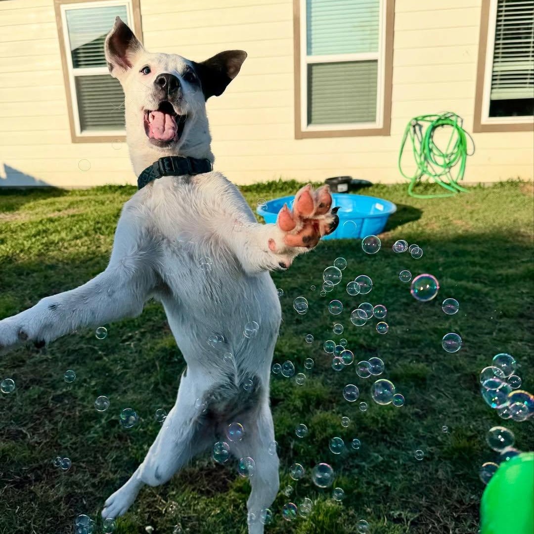 Dog for adoption - Winnie, a Cattle Dog Mix in South Weber, UT | Petfinder