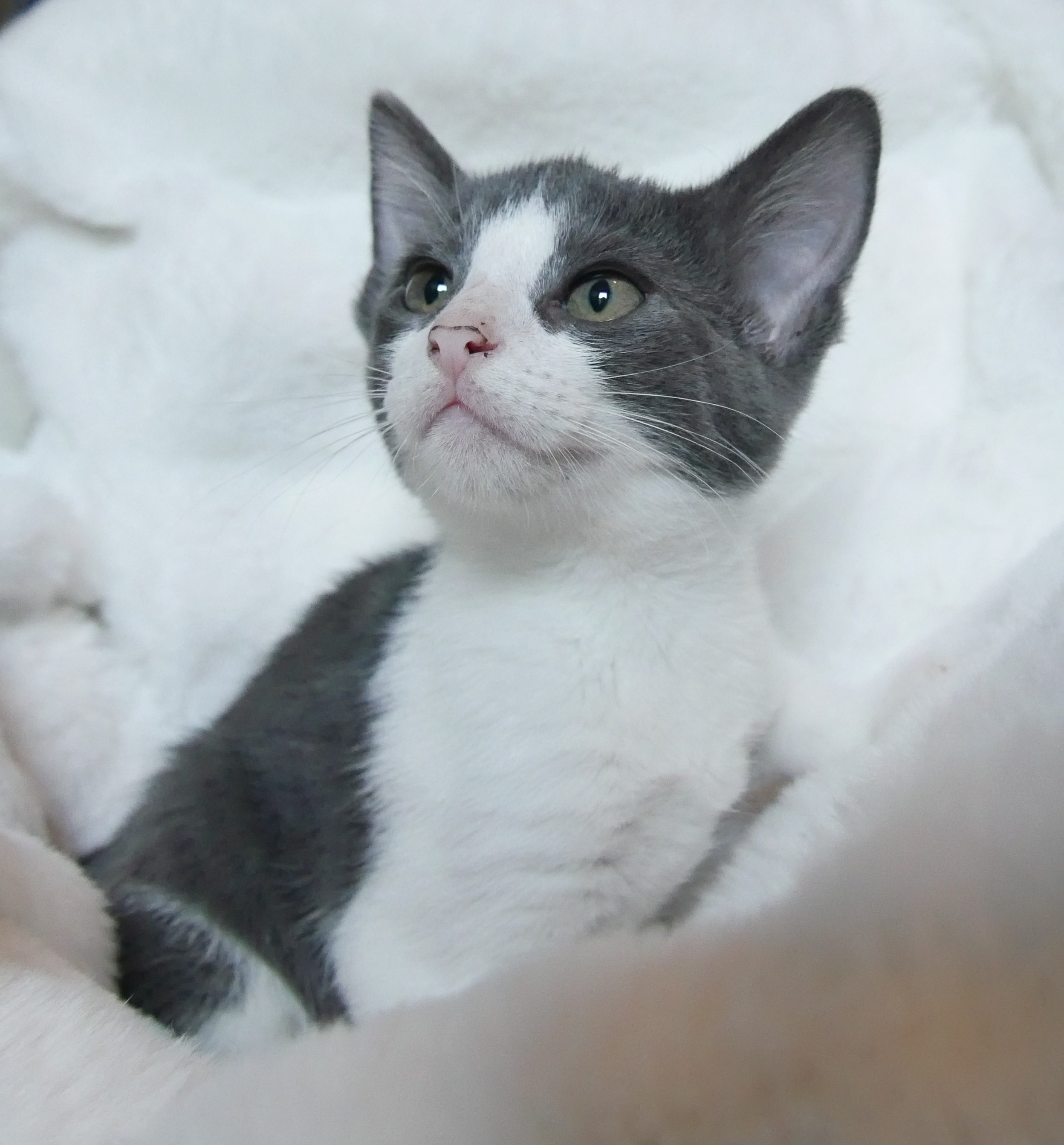 Cat for adoption - Parsley, a Domestic Short Hair in Louisville, KY | Petfinder